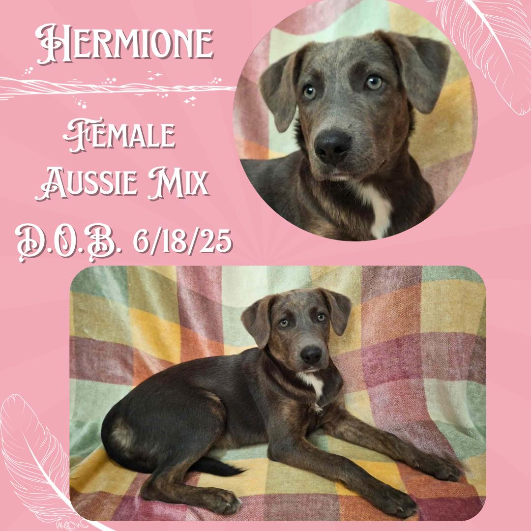 Dog for adoption - Hermione, an Australian Shepherd & Catahoula Leopard ...
