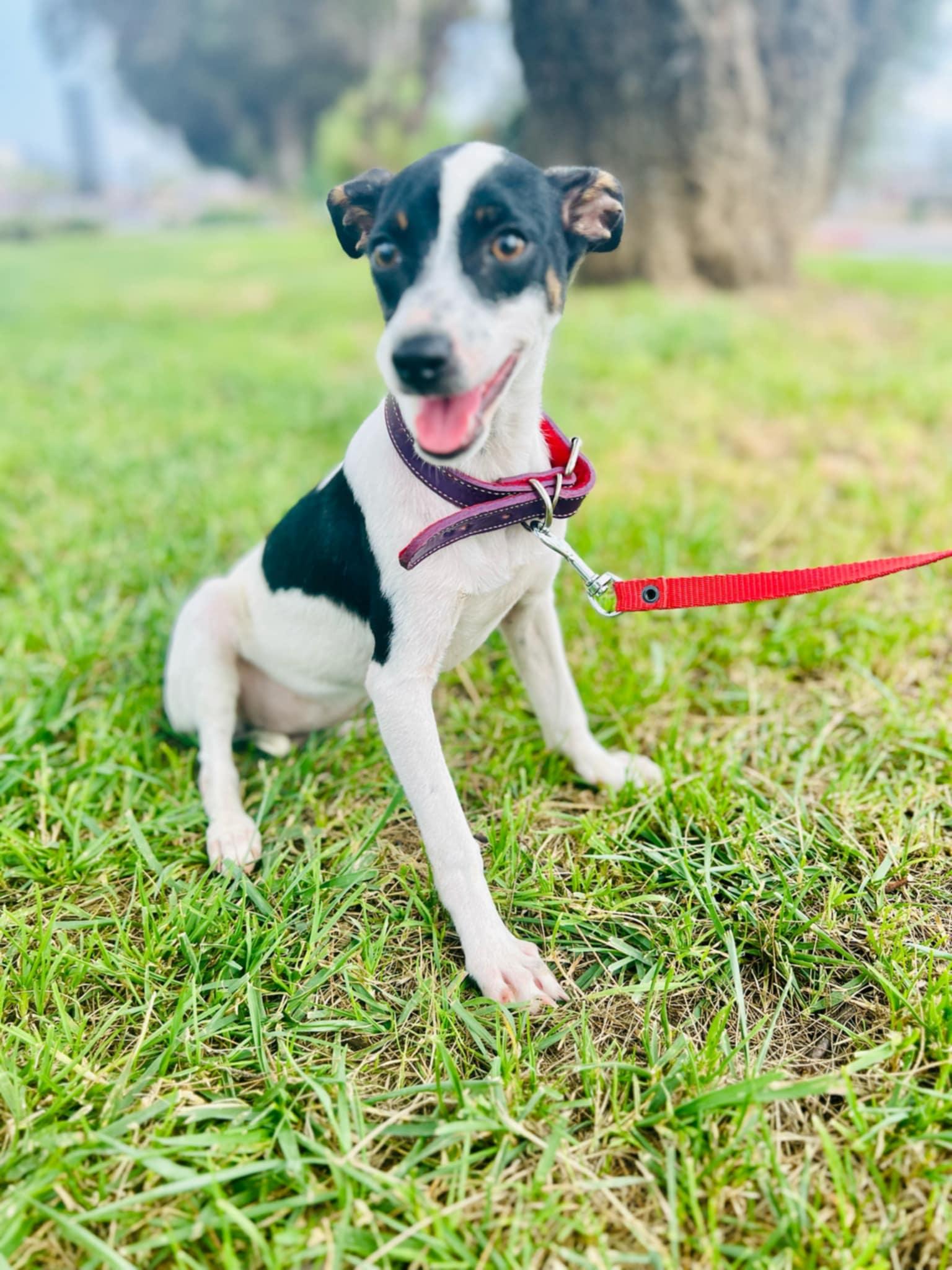 Hanna - Adoptable Pet | Petfinder | Petfinder