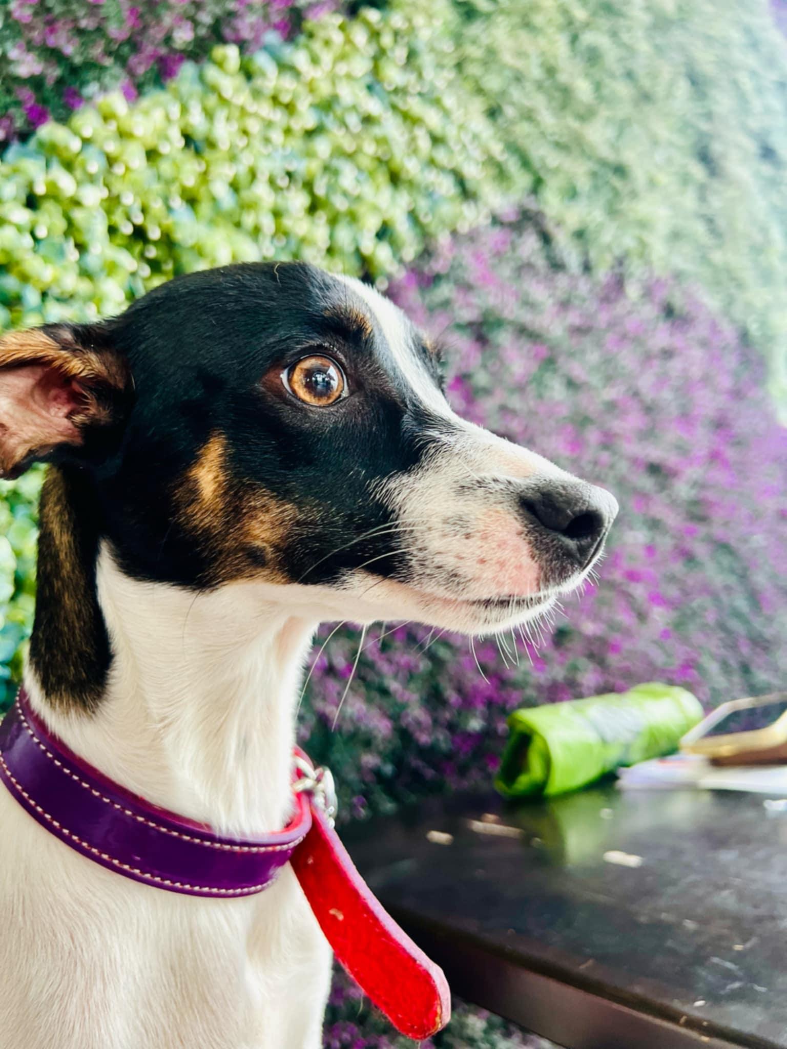 Hanna - Adoptable Pet | Petfinder | Petfinder