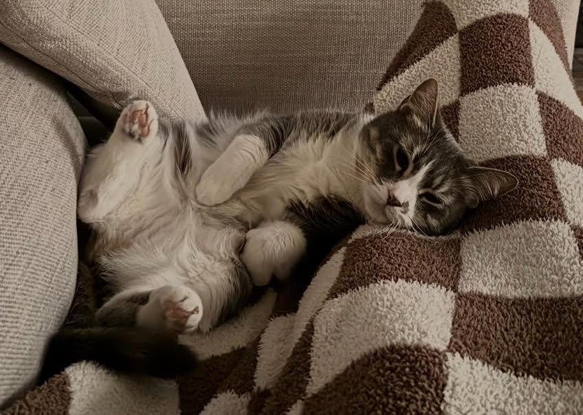 Cat for adoption - Mila – Sweet Striped Sweetheart!, a Domestic Long ...