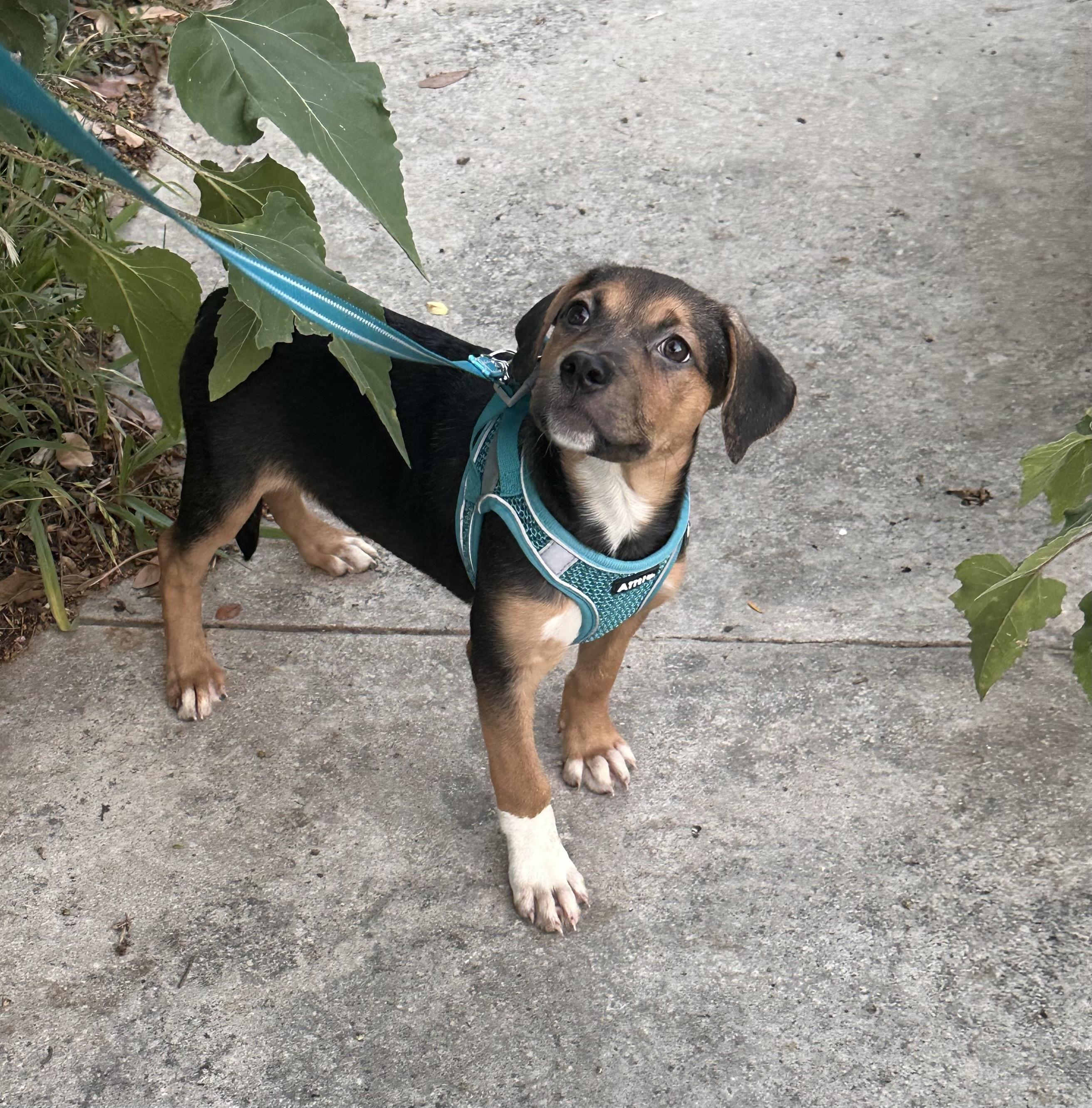 Dog for adoption - Betty, a Border Collie Mix in Cheektowaga, NY ...