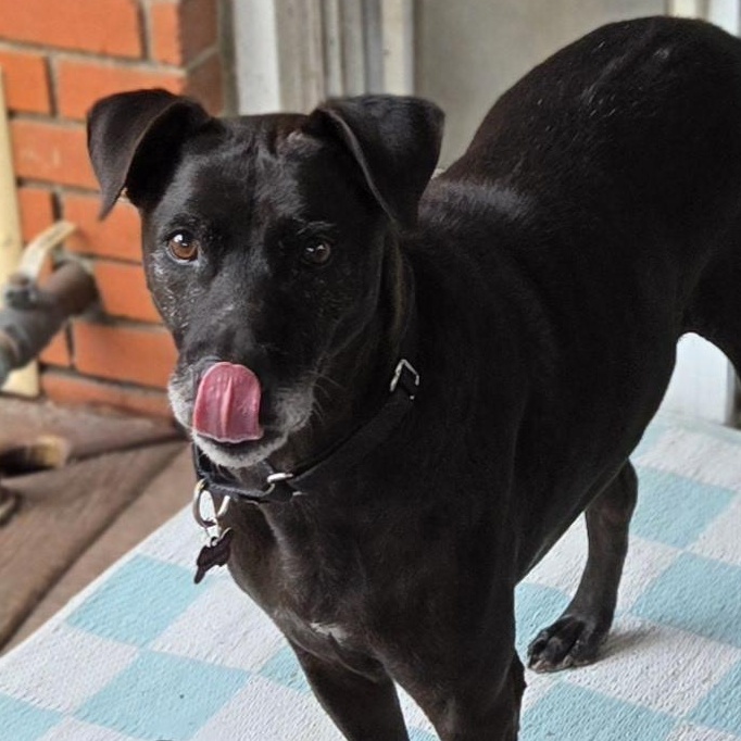 Dog for adoption - Moe, a Labrador Retriever & Hound Mix in Seattle, WA ...