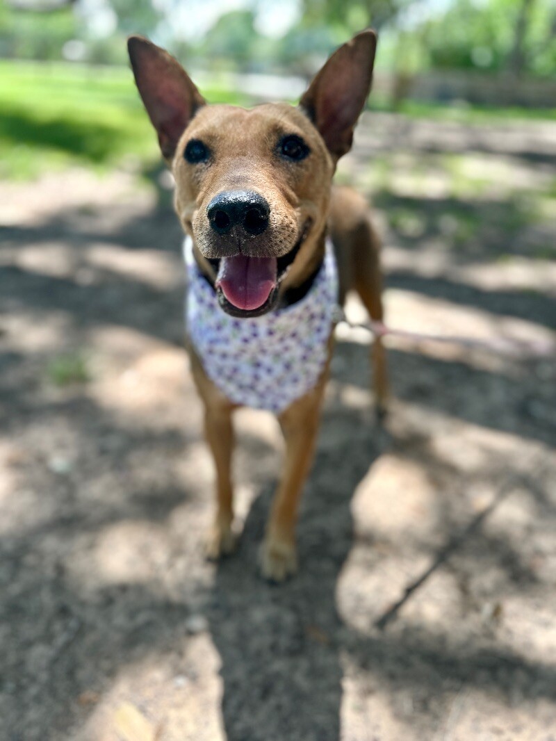 Dog for adoption - Mable Grace World, a Shepherd & German Shepherd Dog ...