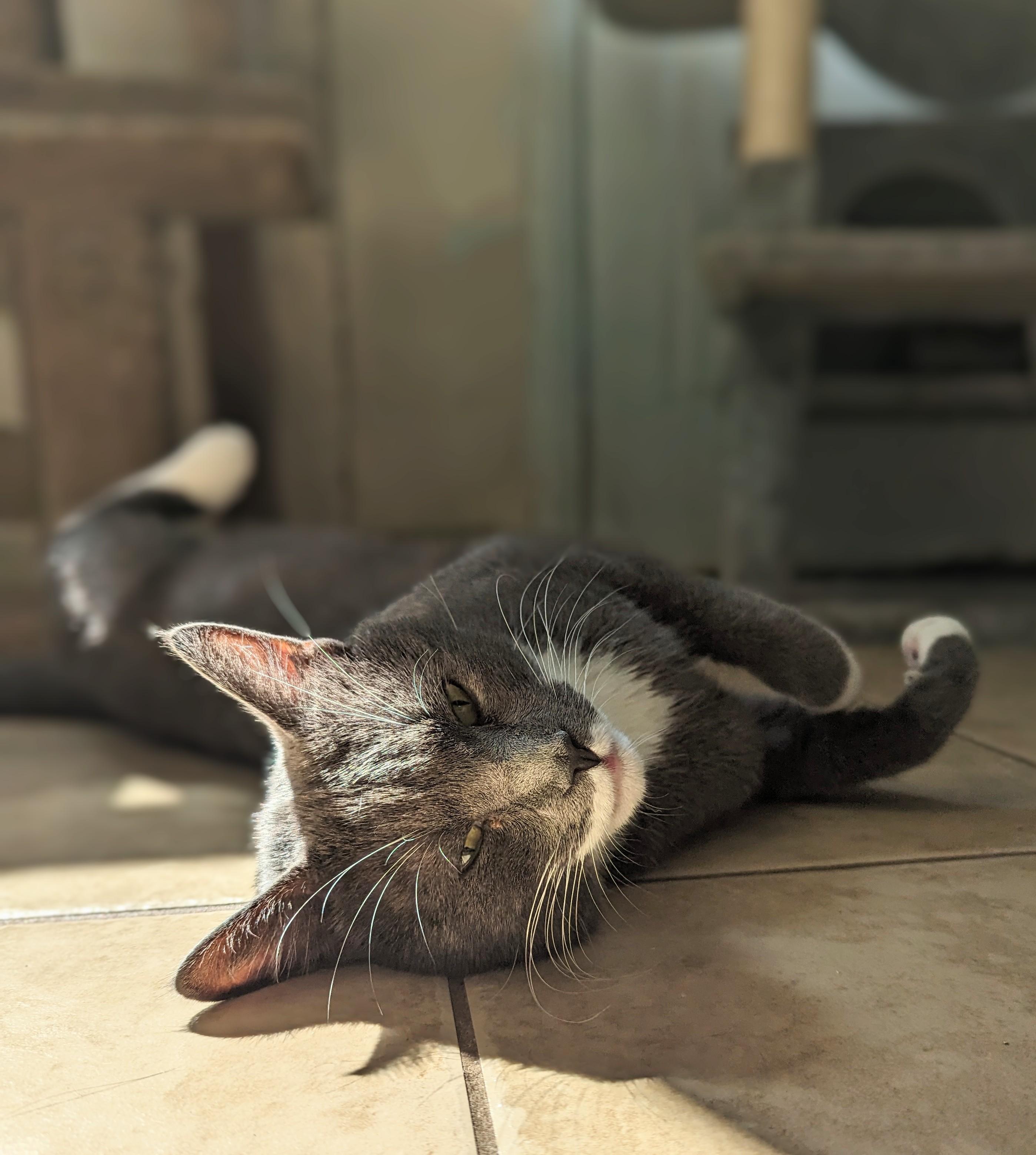 Cat for adoption - Lefty, a Domestic Short Hair in New Windsor, NY ...