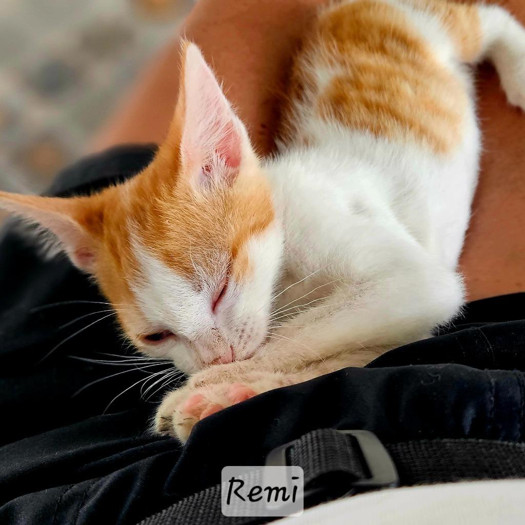 Cat for adoption - Remi, a Domestic Short Hair Mix in Portland, OR ...