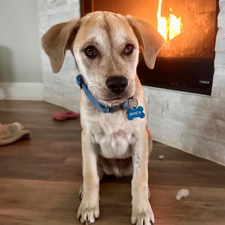 Dog for adoption - Travis Barker, a Mixed Breed in Alvin, TX | Petfinder