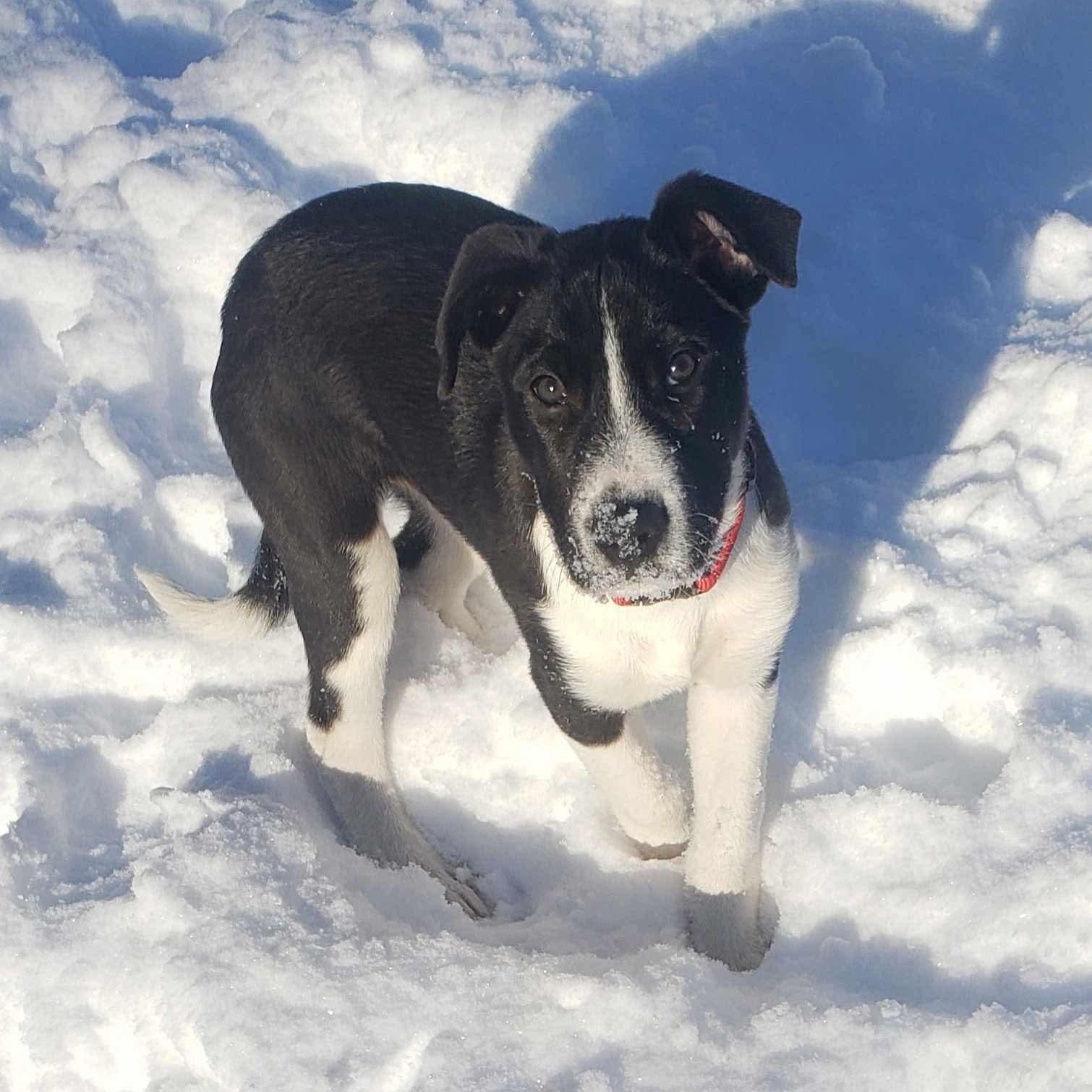 Dog for adoption - Yule, a Labrador Retriever & Great Pyrenees Mix in ...
