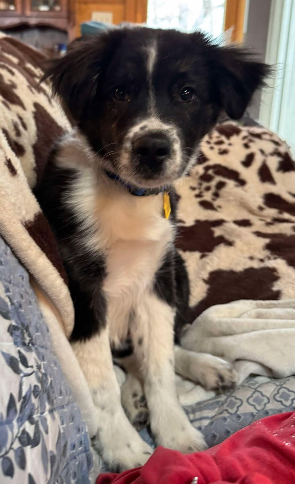 Dog for adoption - Edgar Allan Poe, a Border Collie & Great Pyrenees ...