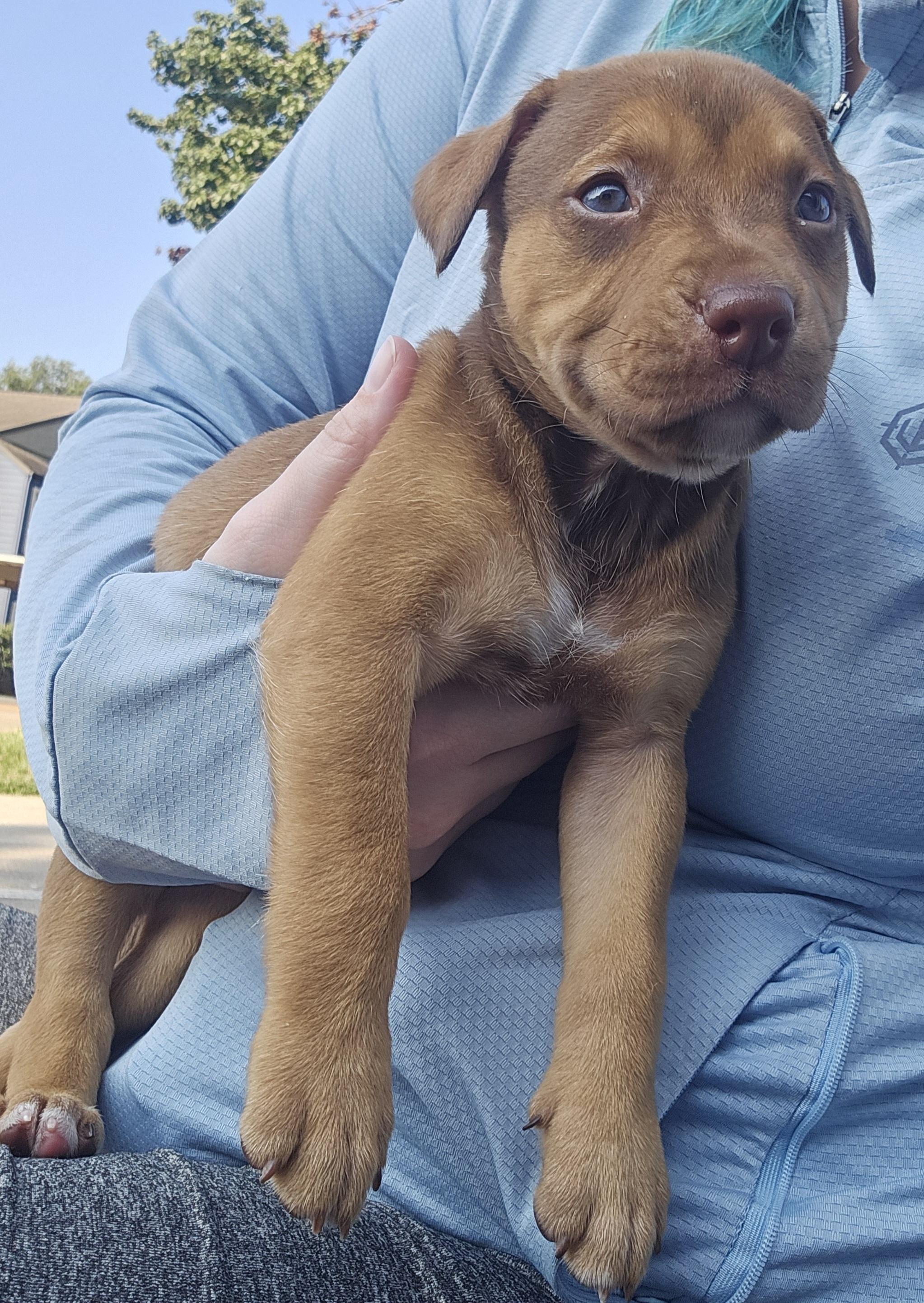 Dog for adoption - Romeo, a Labrador Retriever & Boxer Mix in Liverpool ...