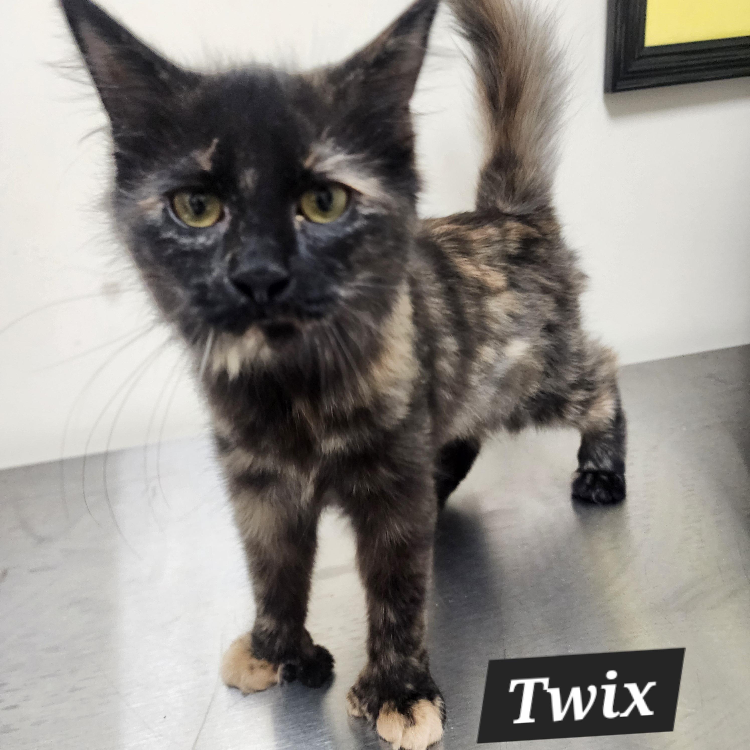 Cat for adoption - Twix, a Domestic Medium Hair in Snow Hill, NC ...