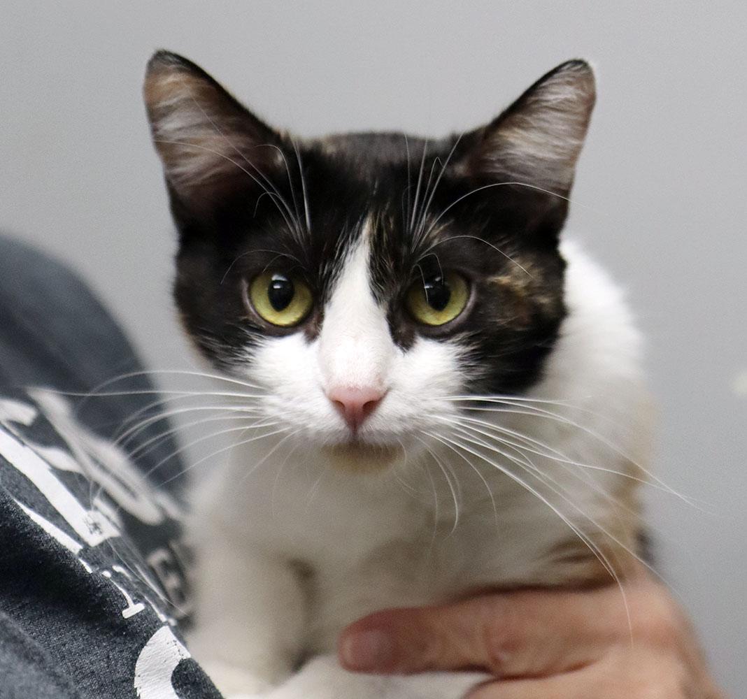 Cat for adoption - Angel (AO33780), a Calico in Merriam, KS | Petfinder