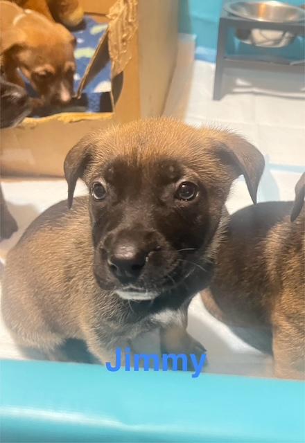 Dog for adoption - Jimmy, a Mixed Breed in Puyallup, WA | Petfinder