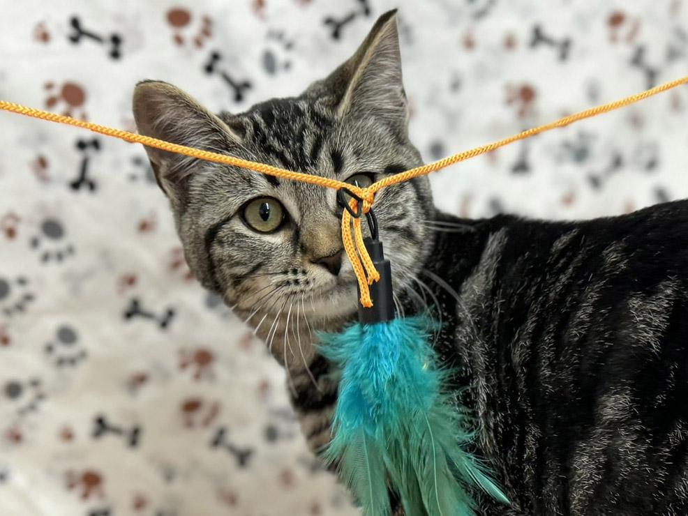 Cat for adoption Rainbow Brite a Tabby Domestic Short Hair Mix in Republic WA Petfinder