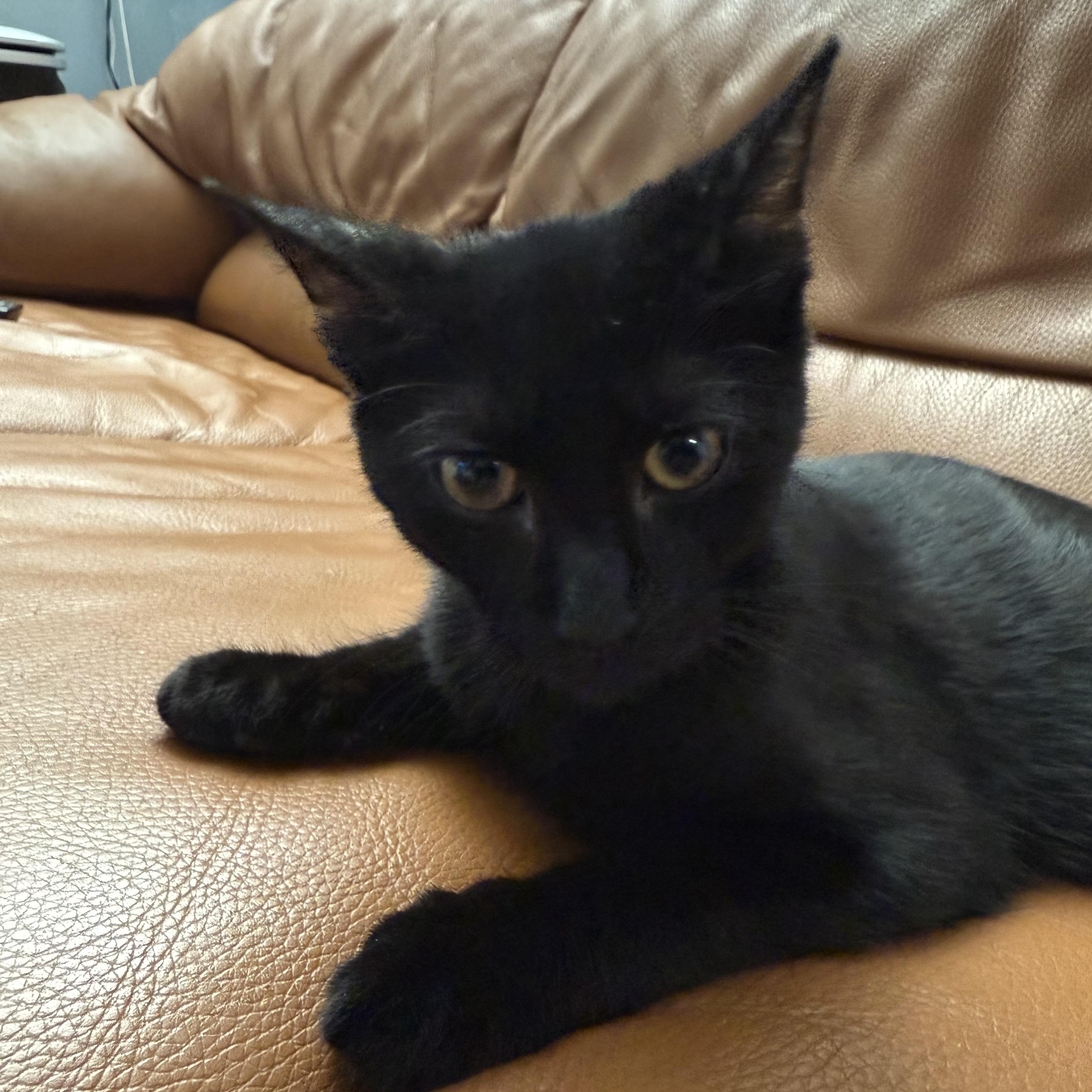 Cat for adoption - Henry -3 months old, a Domestic Short Hair in New ...