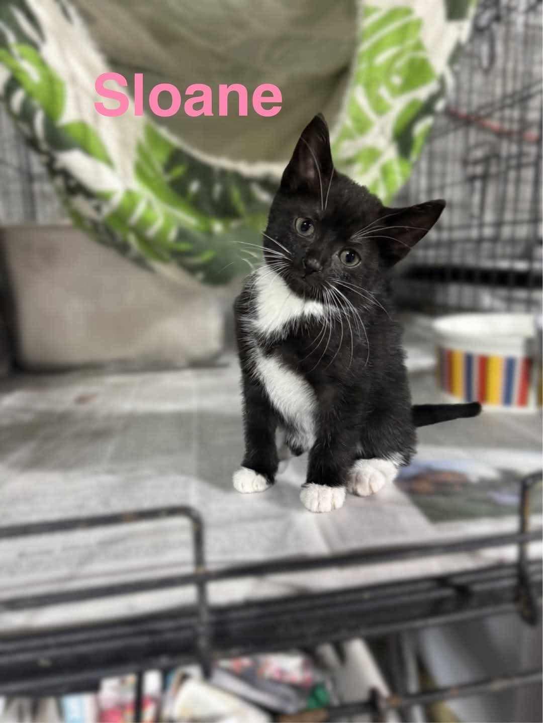 Cat for adoption - Sloane, a Domestic Medium Hair in Salamanca, NY ...