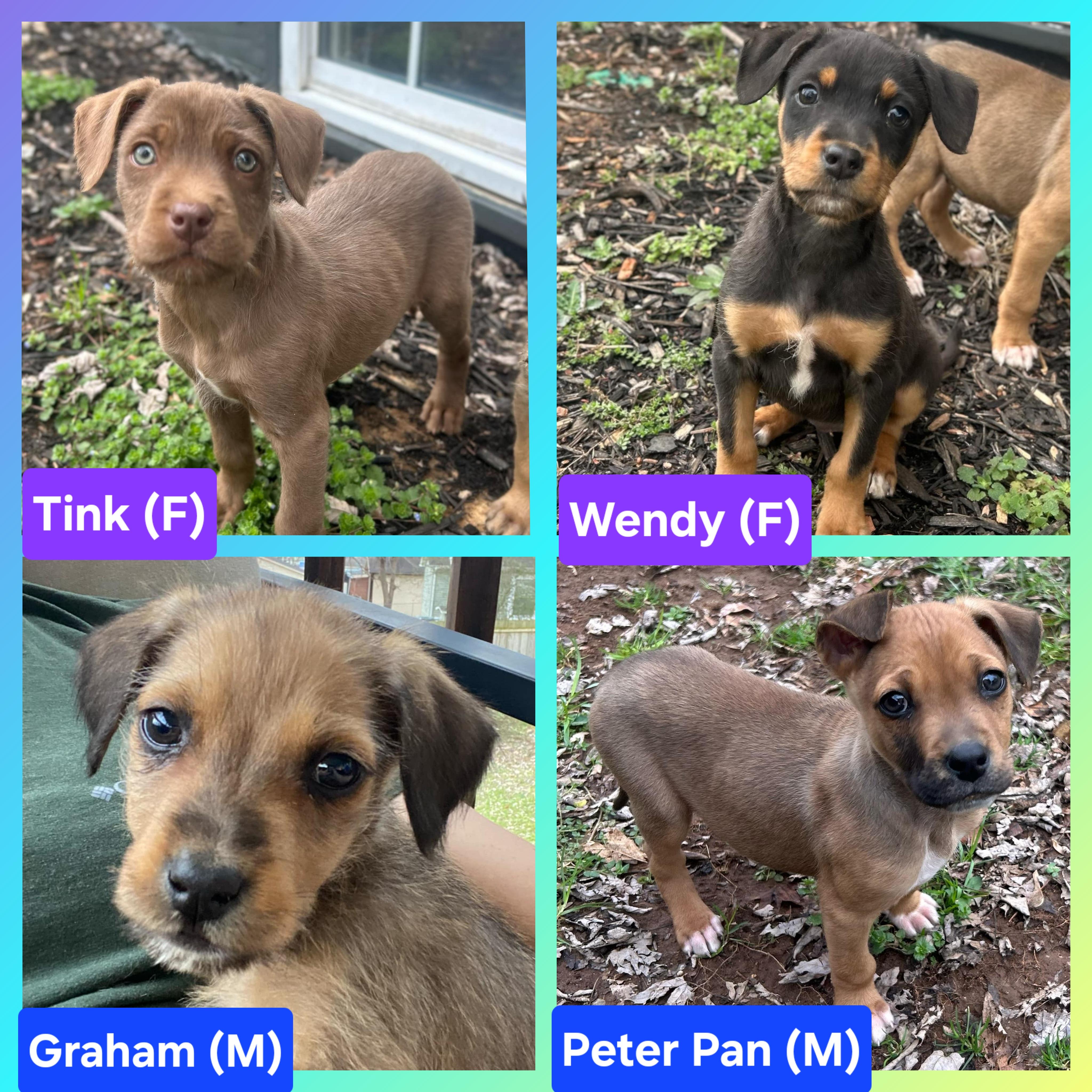 Dog for adoption - TINK, WENDY, PETER PAN, & GRAHAM, a Poodle Mix in ...