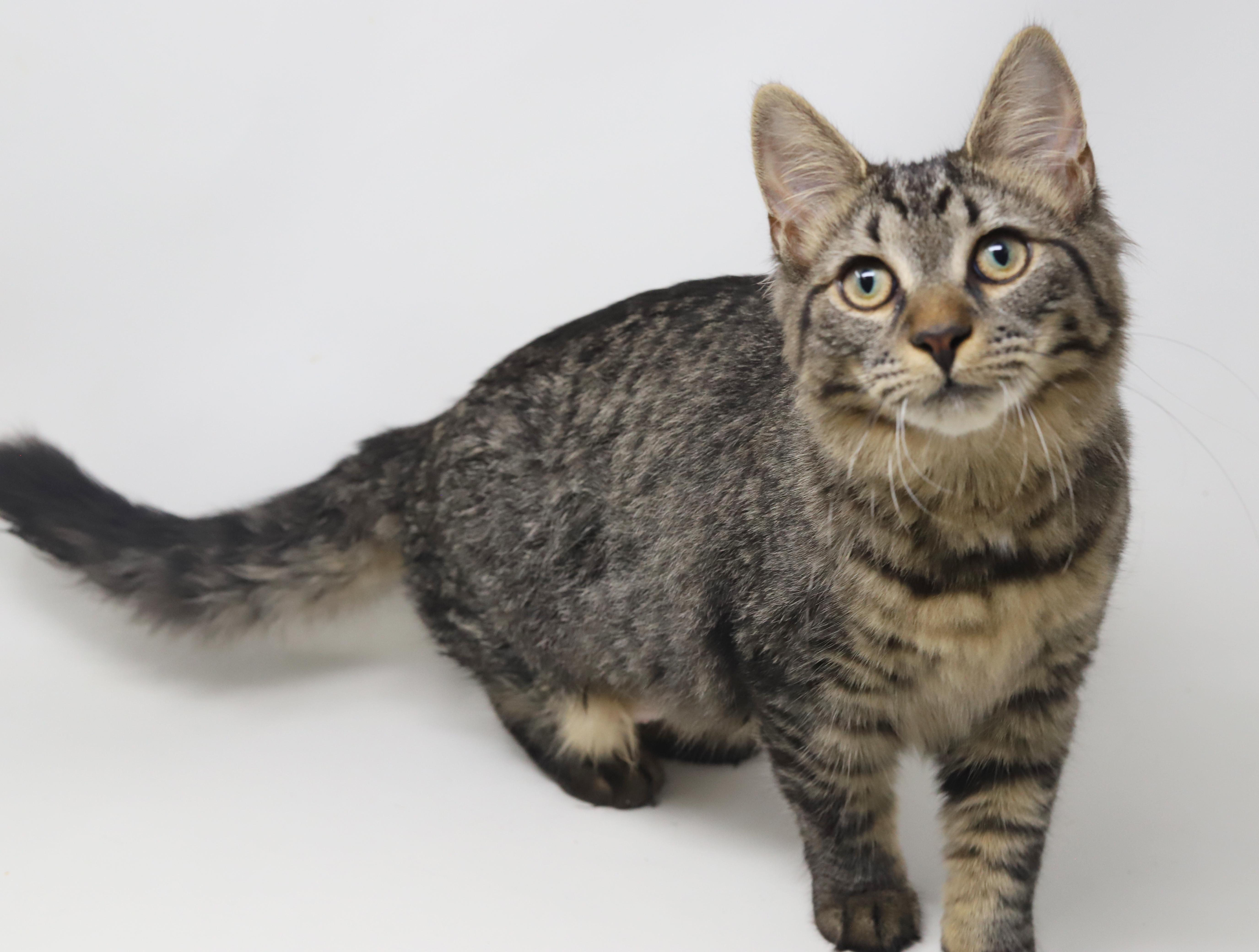 Cat for adoption - Holland is a fluffy love muffin! VIDEOS! ADORES her ...