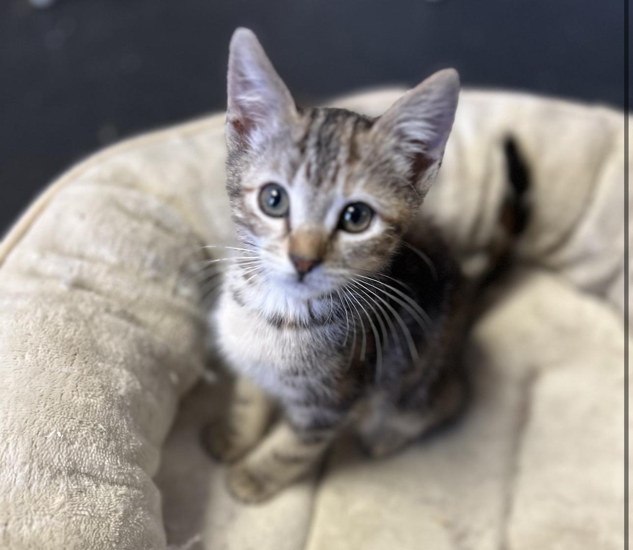 Cat for adoption - Littlefoot, a Domestic Short Hair in Los Angeles, CA ...