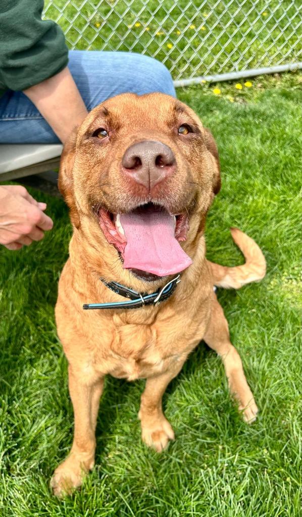 Dog for adoption - Maple Mae, a Chocolate Labrador Retriever Mix in New ...