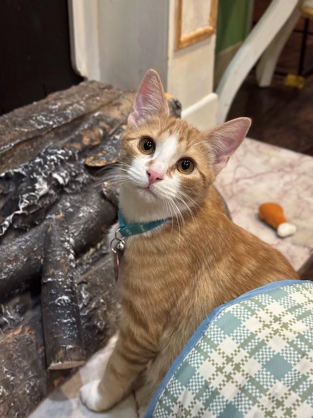 Cat for adoption - Chuckie, a Domestic Short Hair in The Colony, TX ...