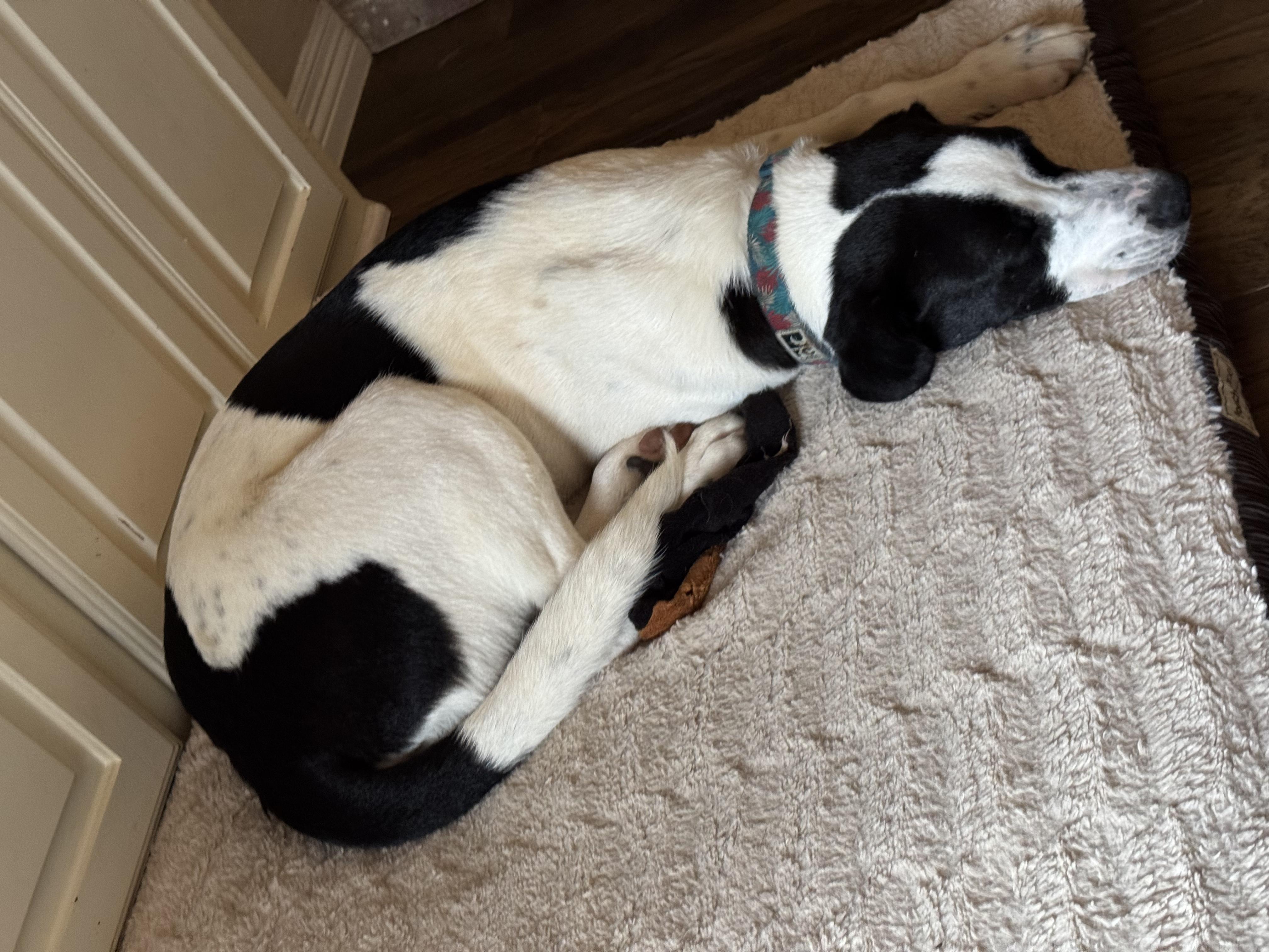 Dog for adoption - Oreo " Male Lab Pittie Mix Sweet Family Dog ", a ...