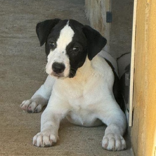 Dog for adoption - Oreo " Male Lab Pittie Mix Sweet Family Dog ", a ...