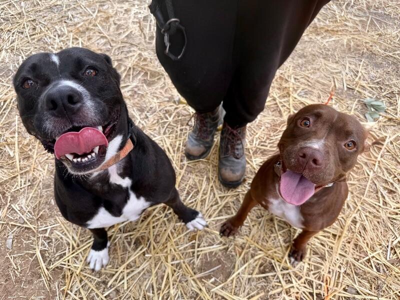 Dog for adoption - Harper the pretty pocket sized Chocolate Pitti, a ...