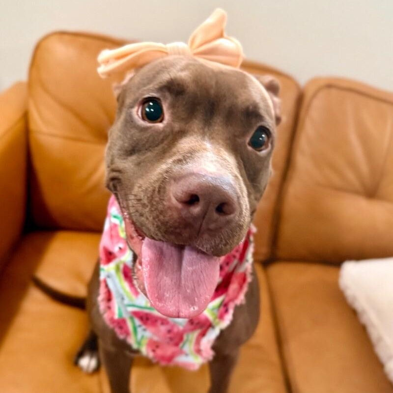 Dog for adoption - Harper the pretty pocket sized Chocolate Pitti, a ...