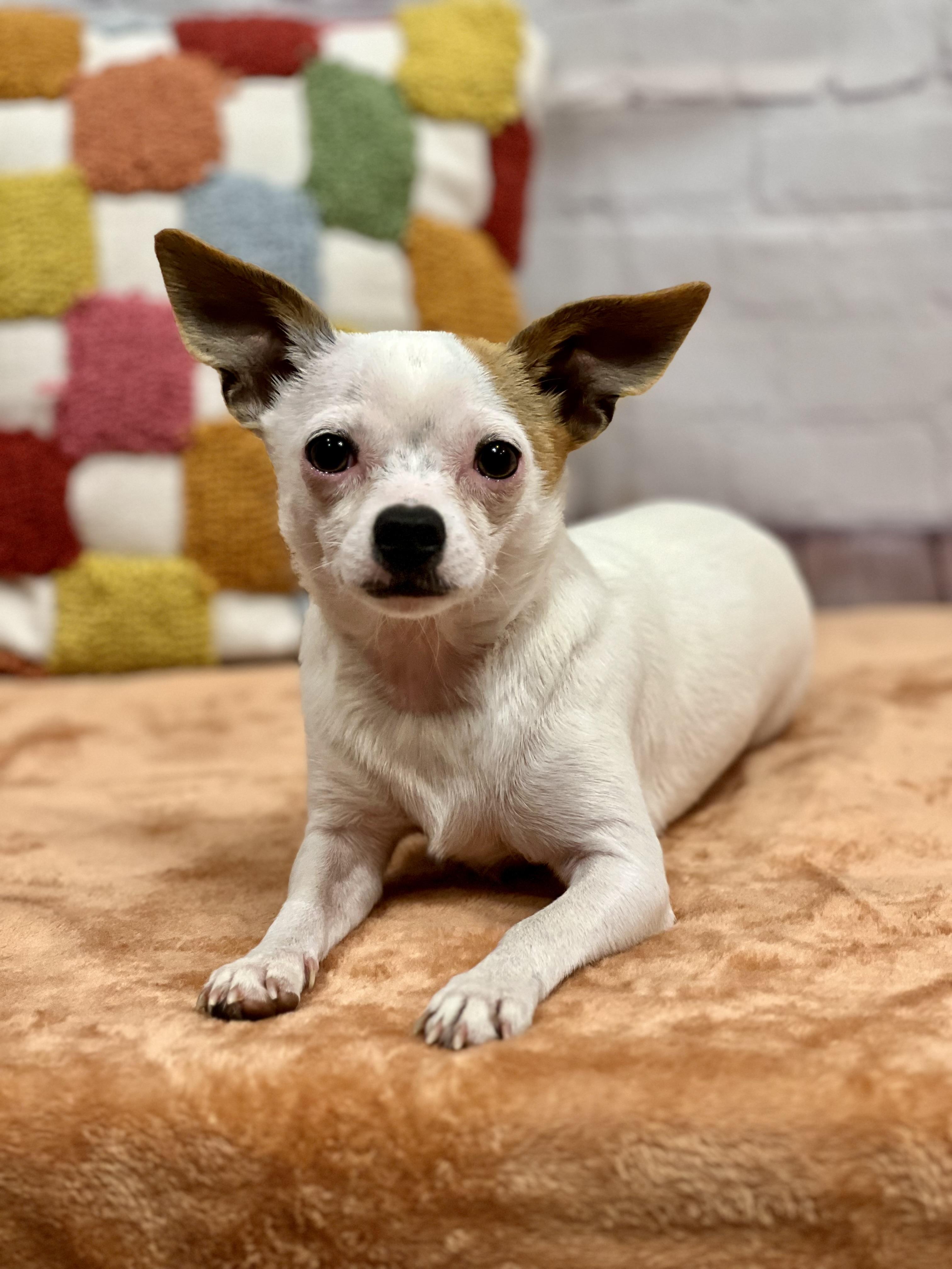 Dog for adoption - Stewie, a Chihuahua Mix in Columbus, OH | Petfinder