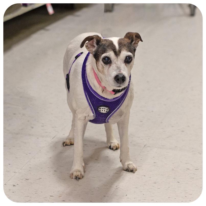 Dog for adoption - Cici, a Jack Russell Terrier in Utica, MI | Petfinder