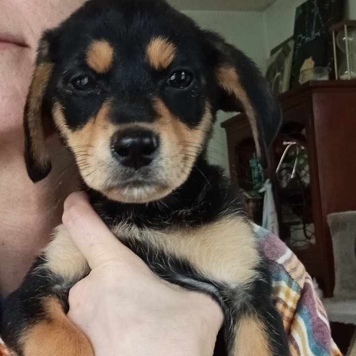 Dog for adoption - Jessie, a Mixed Breed in Saugerties, NY | Petfinder