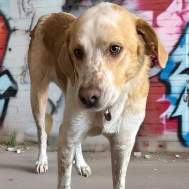 Dog for adoption - Harrison, a Brittany Spaniel Mix in Rockwall, TX ...