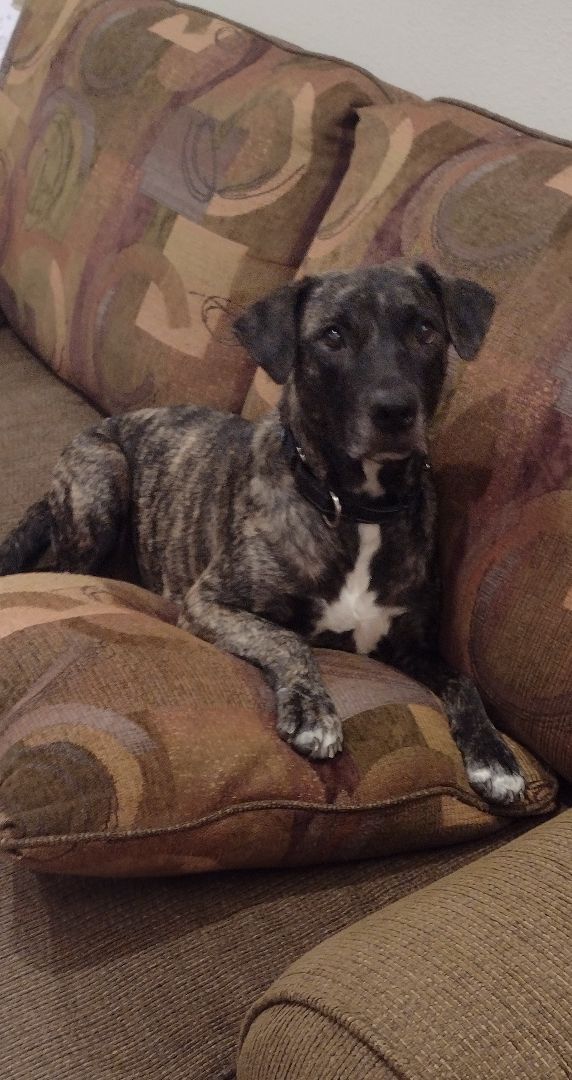Dog for adoption - Cuddly Kenna, a Labrador Retriever & Plott Hound Mix ...