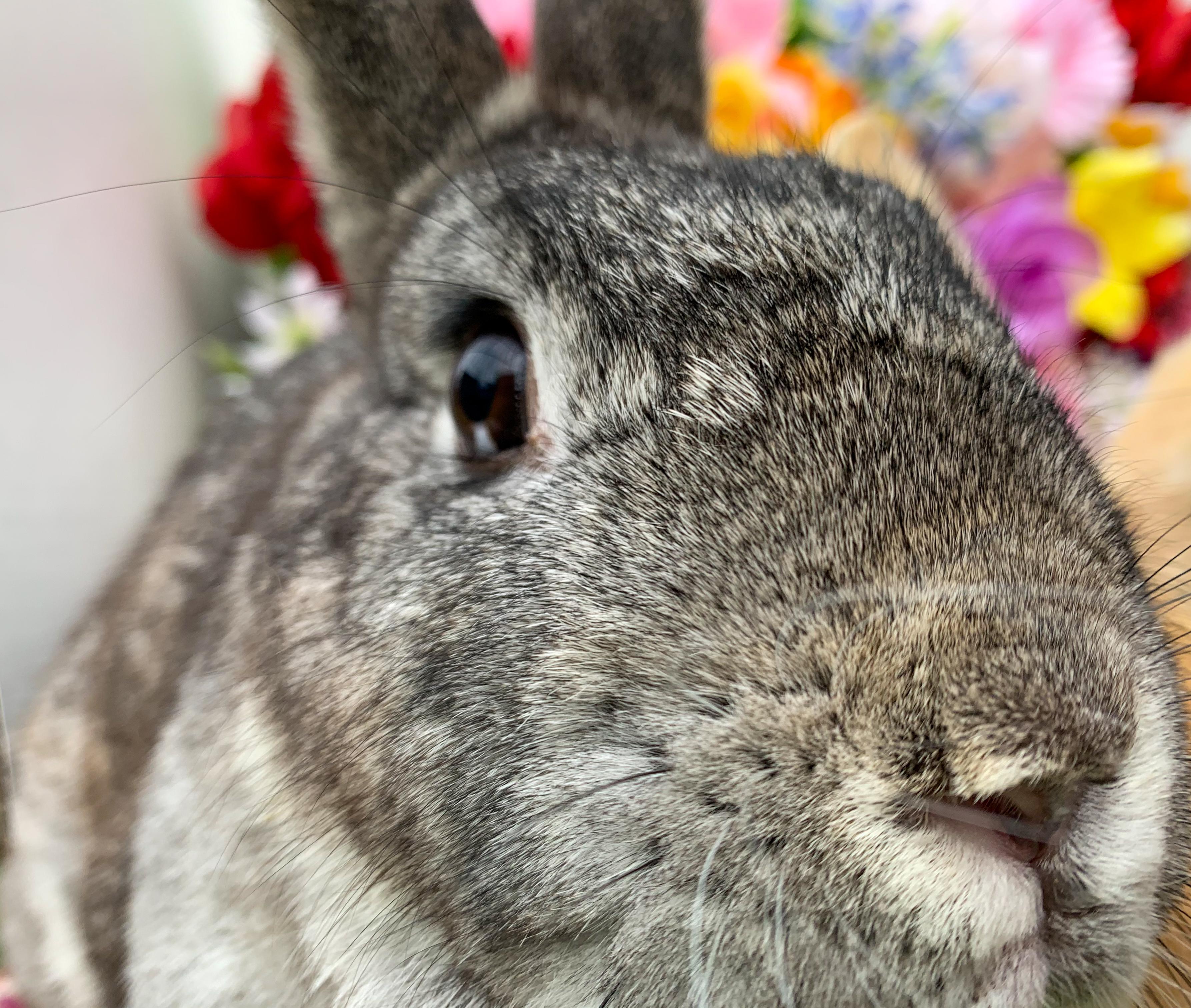 Rabbit for adoption - Sugar (bonded with Muffin), an American in ...
