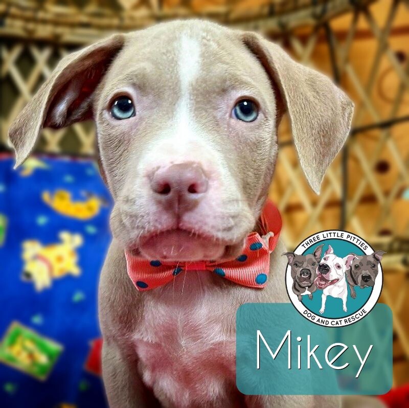 Dog for adoption - Mikey Goonies, a Pit Bull Terrier & American ...