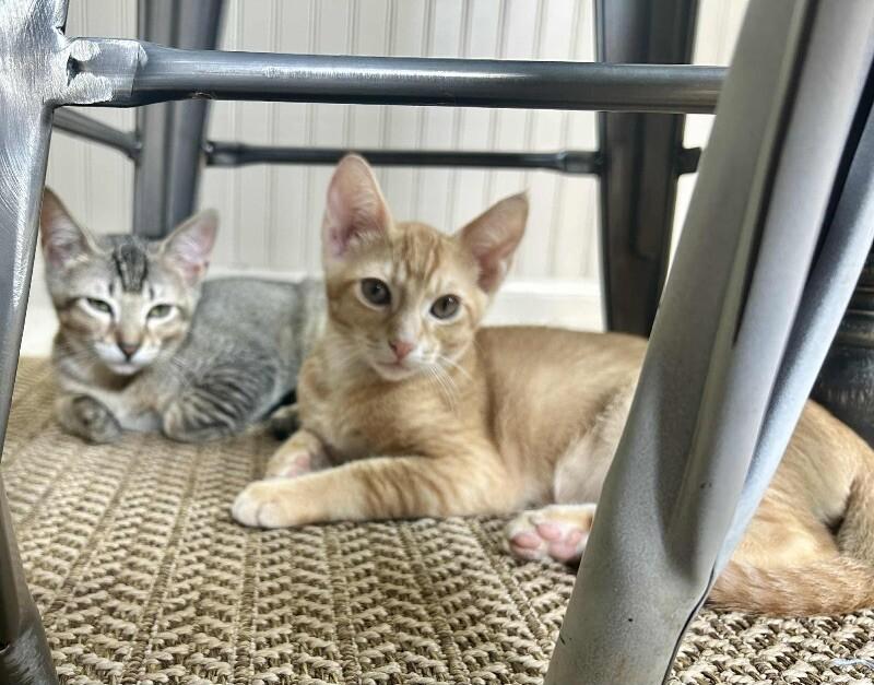 Cat for adoption - Sheldon Big Bang, a Domestic Short Hair & Tabby Mix ...