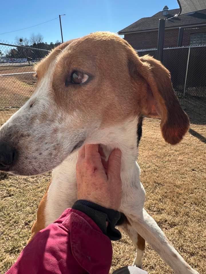 Dog for adoption - Callie (Super sweet smaller hound lady looking for ...