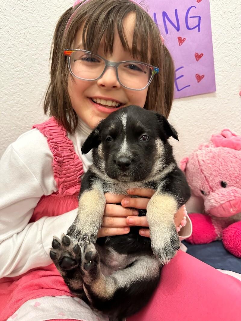 Dog for adoption - Mary Shelley Literature, a German Shepherd Dog ...