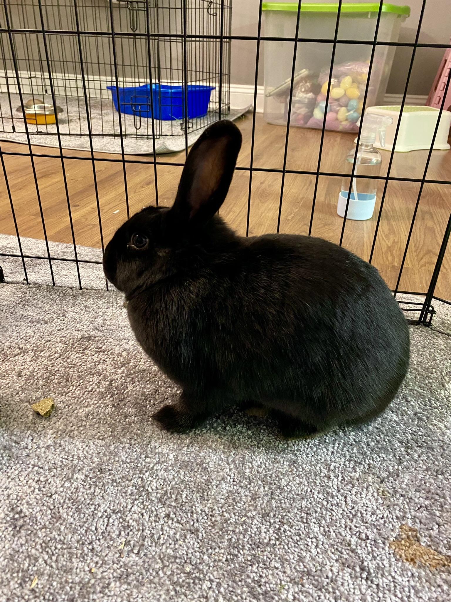 Rabbit for adoption - Pisces, a Holland Lop & Havana Mix in Bristol, CT ...