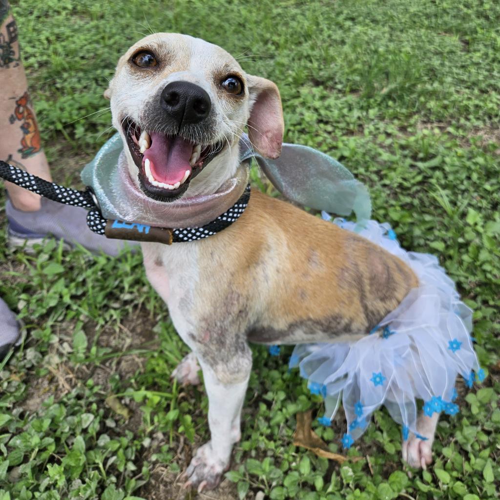 Dog for adoption - Honey JH, a Chihuahua & Beagle Mix in Springfield ...