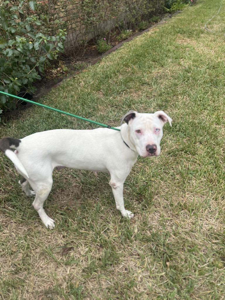 Dog for adoption - Gale, an American Staffordshire Terrier Mix in ...