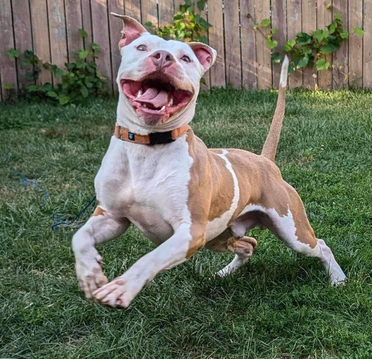 Dog for adoption - Brussel Sprout, an American Staffordshire Terrier ...