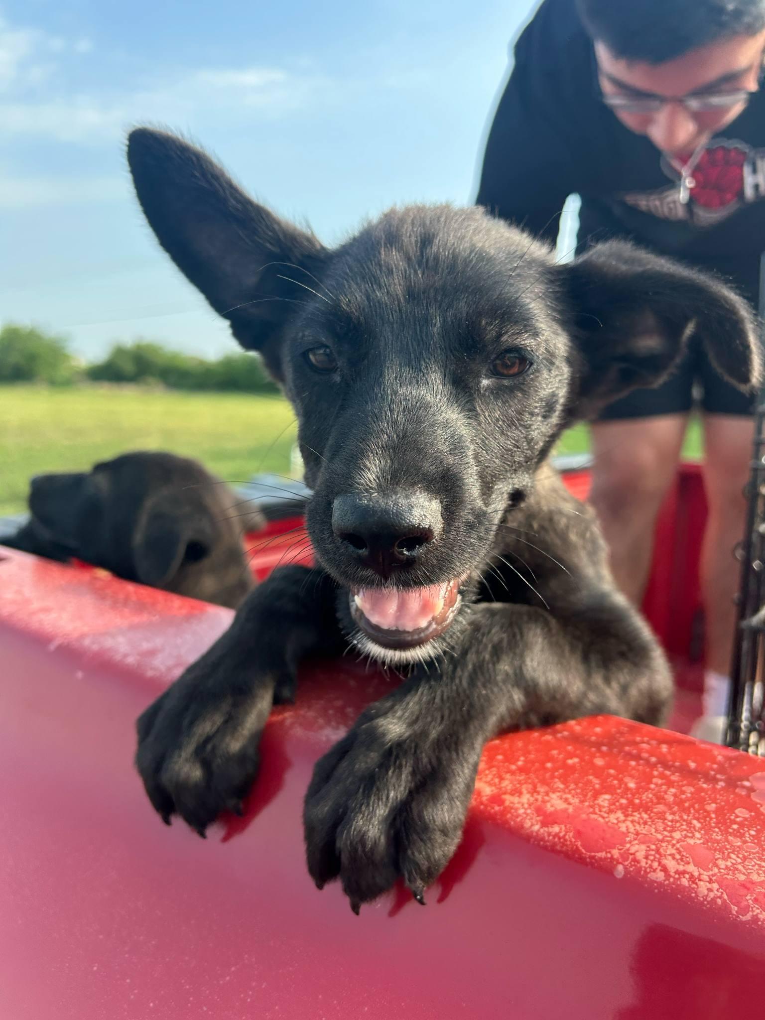 Dog for adoption - Blue, a Labrador Retriever Mix in Richmond, VA | Petfinder