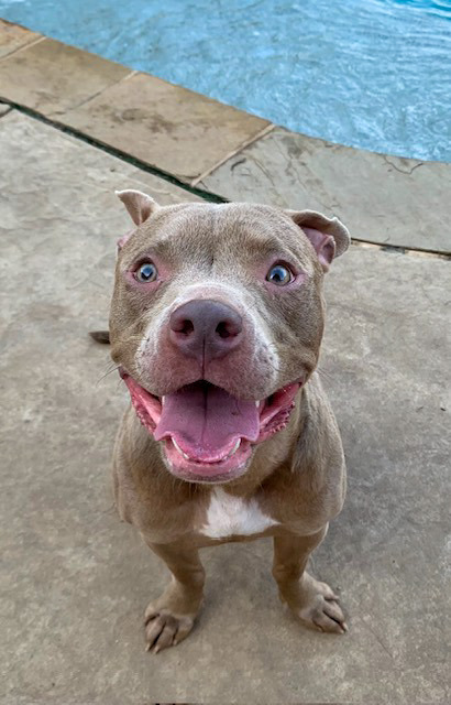 Dog for adoption - Murphy, a Pit Bull Terrier Mix in Charlotte, NC ...