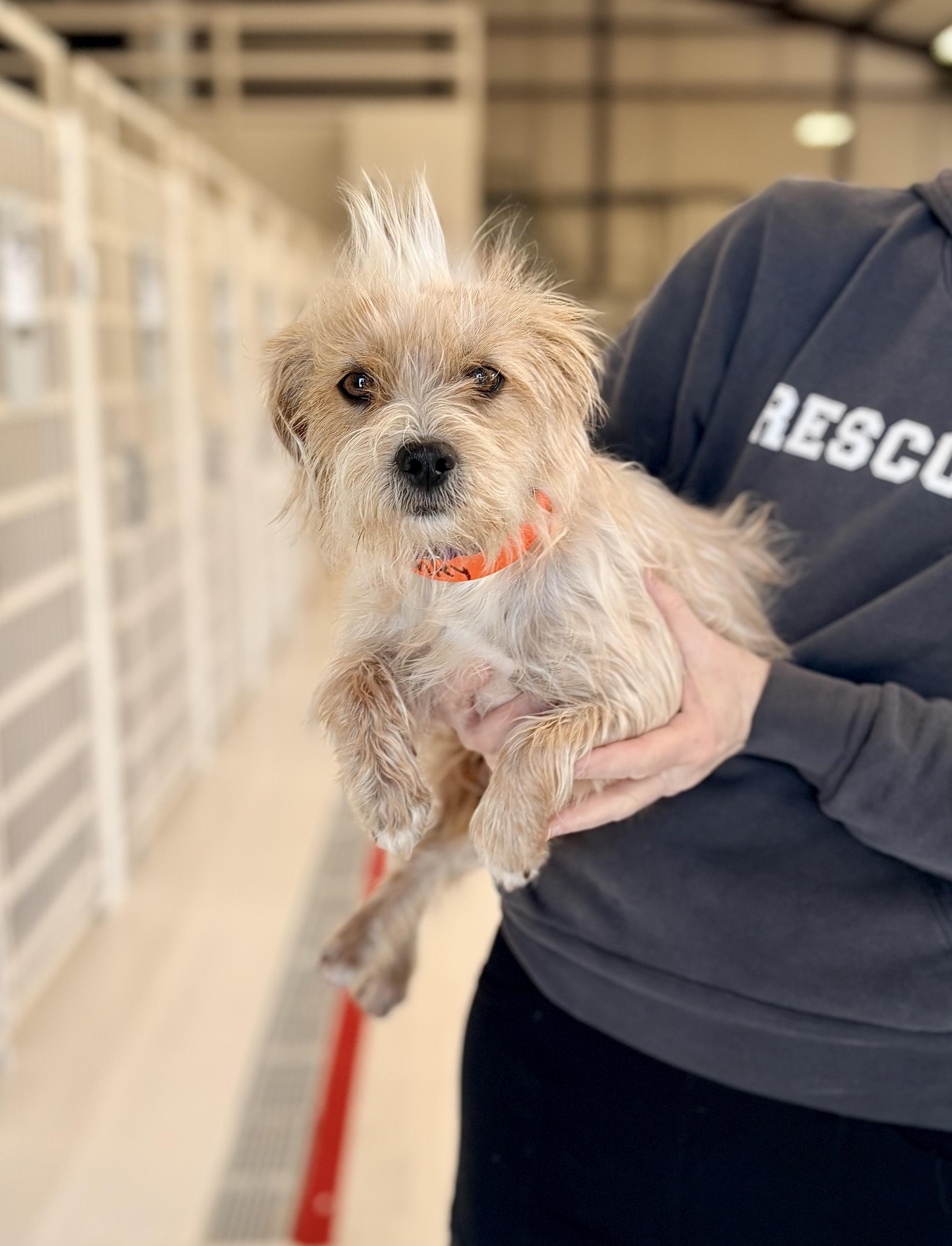Ashley - Adoptable Pet | Petfinder | Petfinder