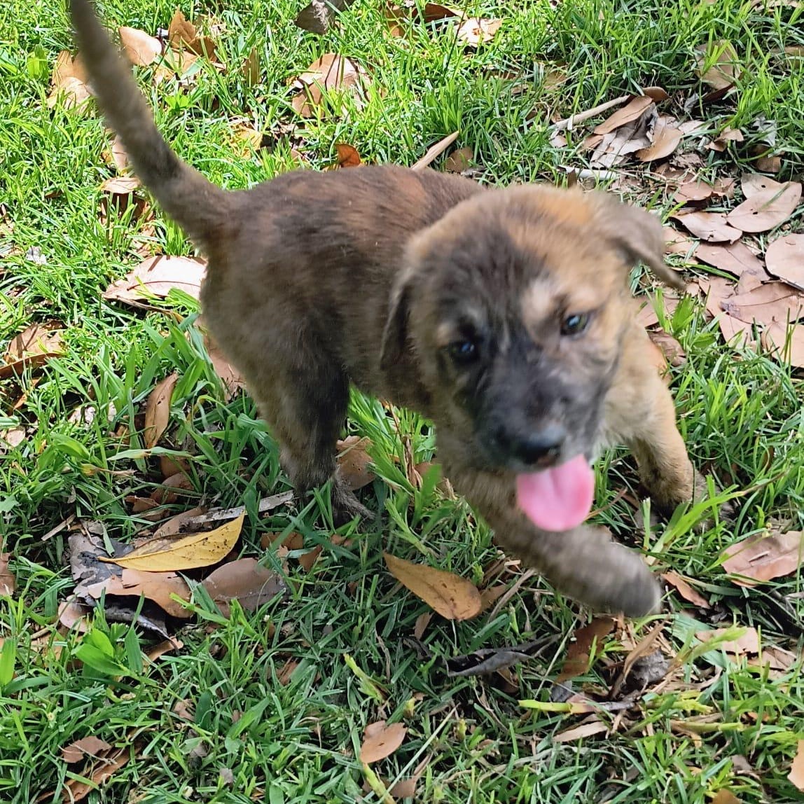 Dog for adoption - Romeo, a Labrador Retriever & Standard Poodle Mix in ...