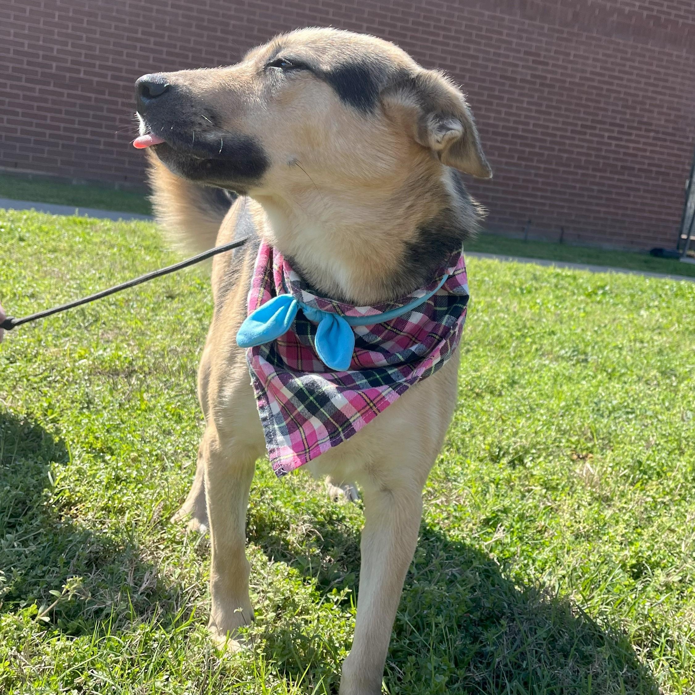 Dog for adoption - Blue Moon, a German Shepherd Dog Mix in Jerome, ID ...