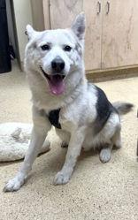 Dog for adoption - Ace, a Husky & Shepherd Mix in La Grange, TX | Petfinder