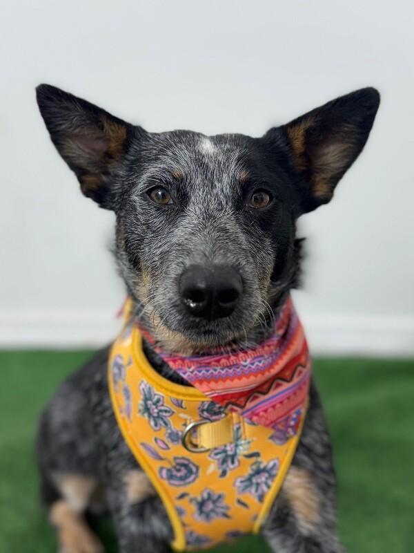 Dog for adoption - Skye, an Australian Cattle Dog / Blue Heeler Mix in ...