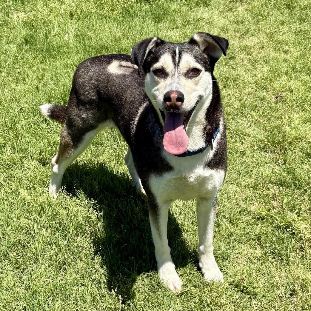 Dog for adoption - Bebe, a Siberian Husky Mix in Ann Arbor, MI | Petfinder